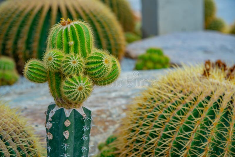Cactus, Sugar Palm Leaf for Decoration, Plant and Tree Stock Photo ...