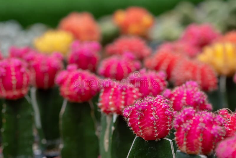 Cactus, sugar palm leaf stock photo. Image of sugar - 131026164