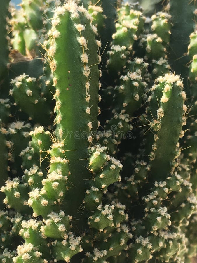 Cacti stock photo. Image of green, plant, succulent - 146131996