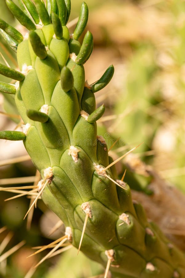 Cactus in the sun stock photo. Image of pear, stem, botany - 138796266