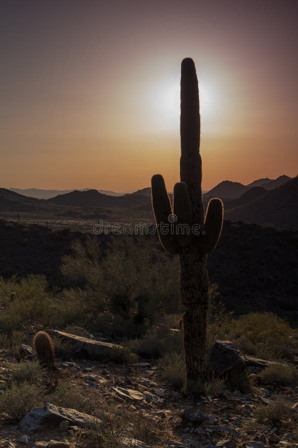 Cactus Sunset stock photo. Image of north, phoenix, mountain - 60512212