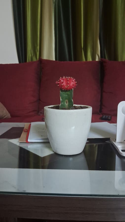 Cactus, Cactus on Tabe, Cactus on Drawing Room Stock Photo - Image of ...