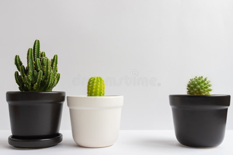 Cactus on the Table with the Background for Use As Wallpaper Stock ...