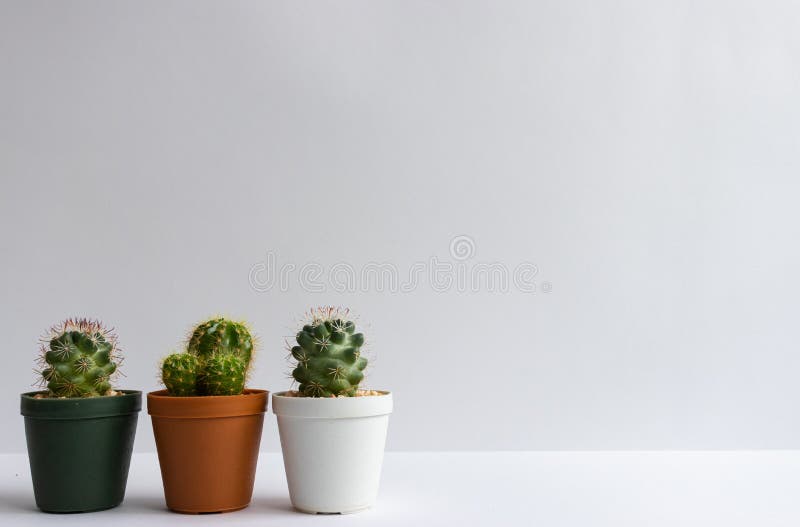Cactus on the Table with the Background for Use As Wallpaper Stock ...