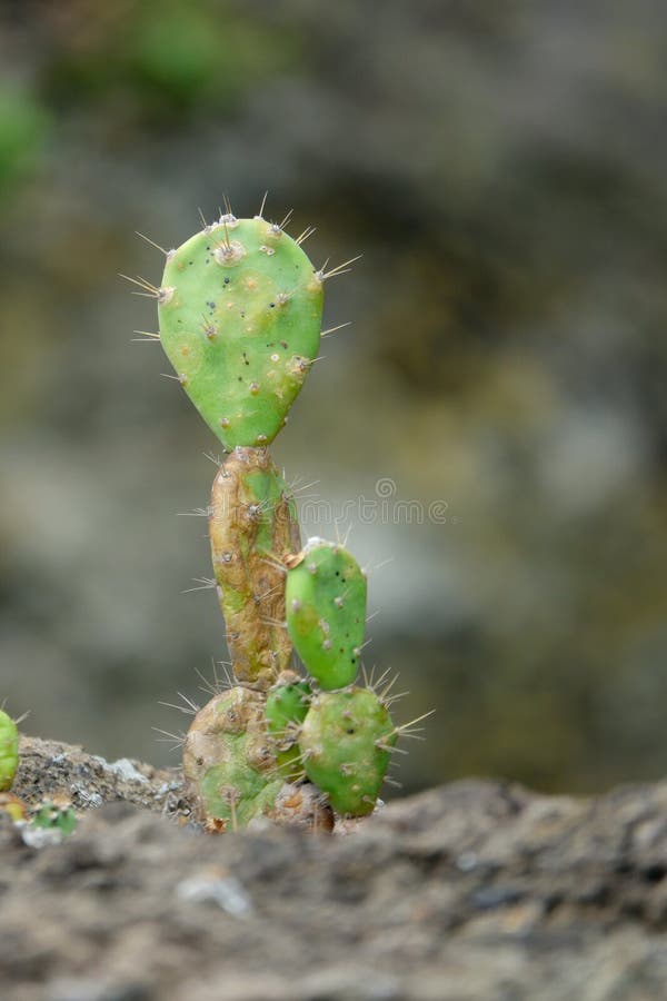 Cactus tender shoot stock photo. Image of desert, natural - 356656842