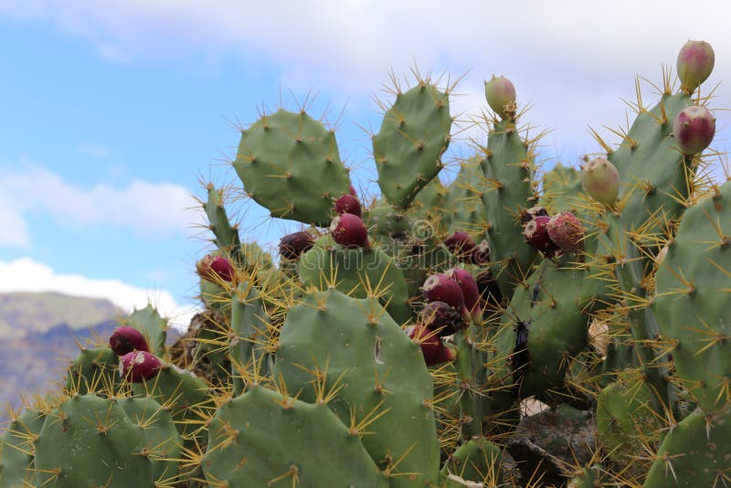 Cactus in Tenerife, Spain stock photo. Image of iceland - 48643036