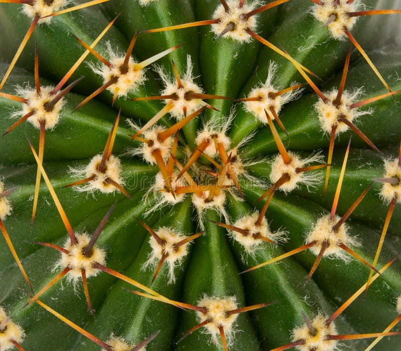 Green cactus, front view stock photo. Image of macro, spiked - 7188872