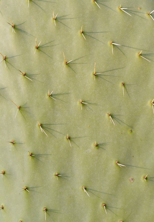 Cactus texture stock photo. Image of leaf, opuntia, pear - 28488270