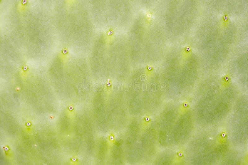 Cactus texture stock image. Image of plant, desert, flora - 3614063