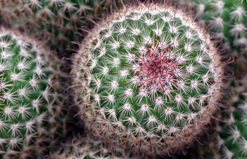 Cactus Texture Background. Natural Pattern of Cactus Leaves. Natural ...