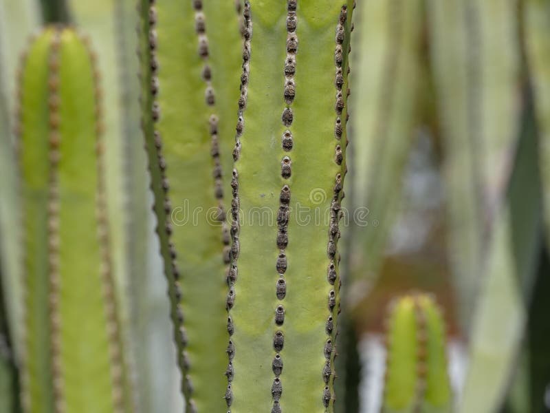 Cactus Texture Background stock illustration. Illustration of prickly ...