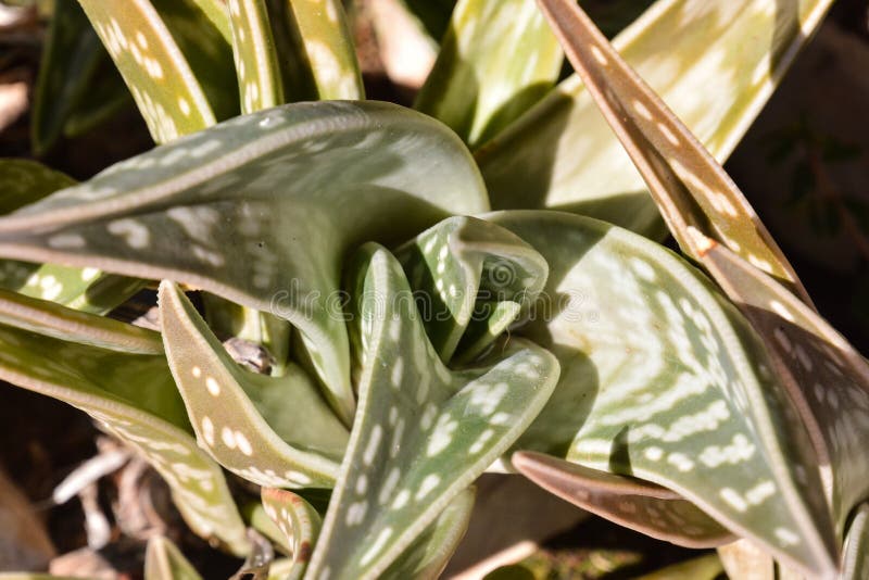 Cactus Texture Background stock photo. Image of cacti - 135958688