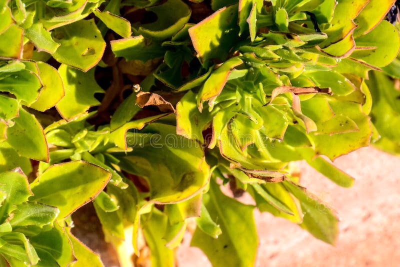 Cactus Texture Background stock photo. Image of green - 169126732