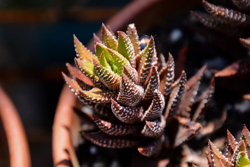 Cactus Texture Background stock image. Image of garden - 172698509
