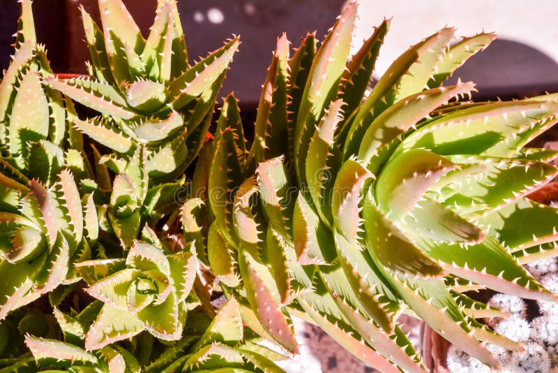 Cactus Texture Background stock photo. Image of garden - 176862738