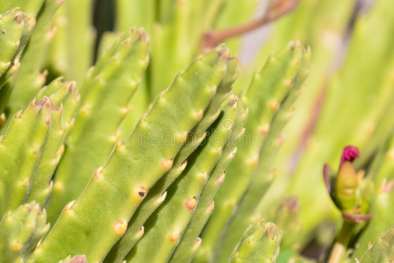 Cactus Texture Background stock photo. Image of botanic - 211882122