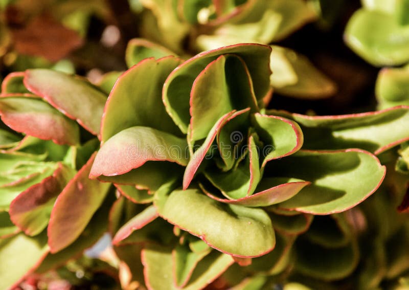 Cactus Texture Background stock image. Image of botanical - 218618003