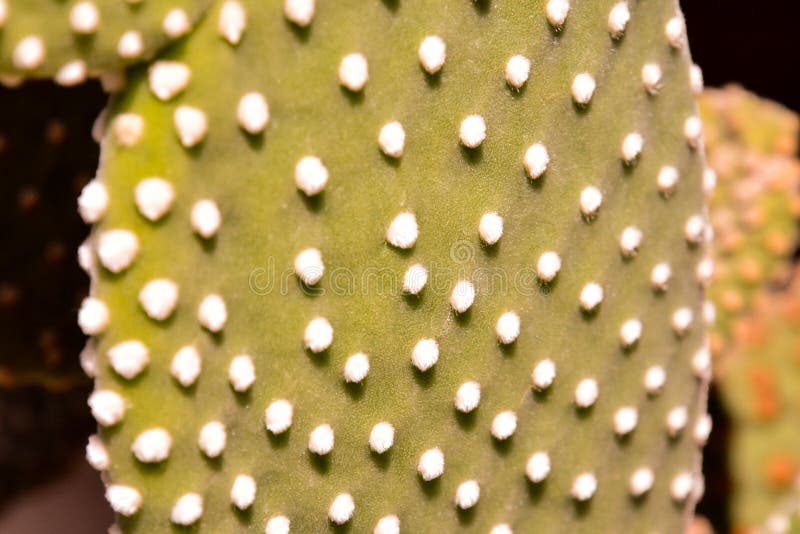 Cactus Texture Background stock photo. Image of cactus - 231417162