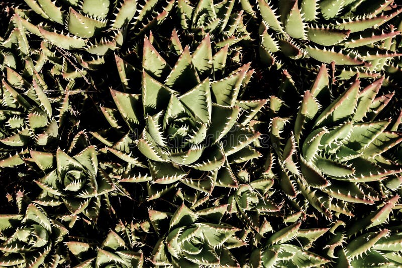 Cactus Texture Background stock photo. Image of spine - 304790186