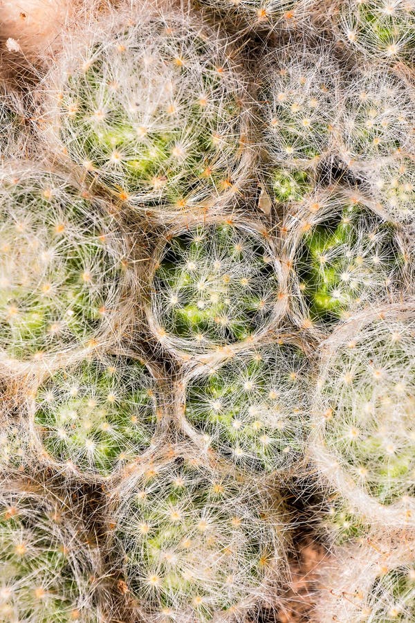 Cactus Texture Background stock image. Image of green - 326697861