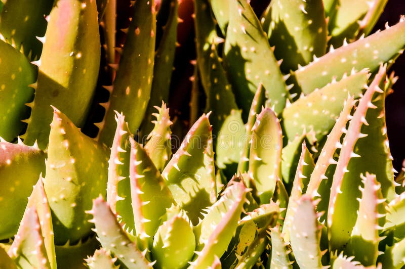 Cactus Texture Background stock photo. Image of flower - 347528118
