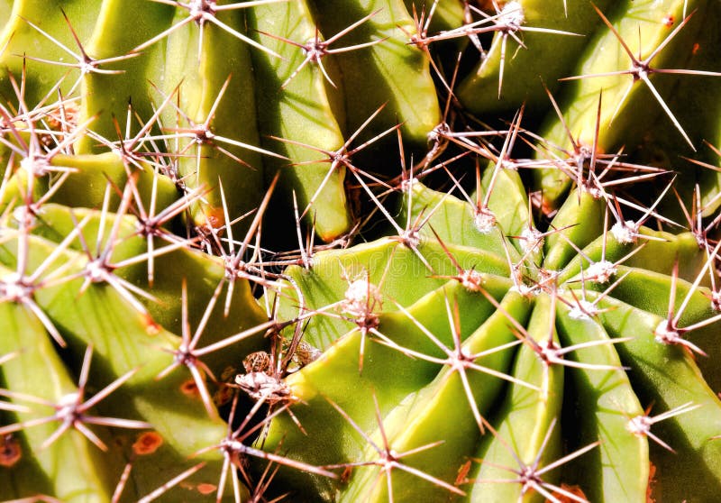 Cactus Texture Background stock image. Image of cacti - 98705571