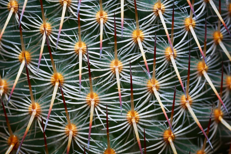 Cactus texture background stock photo. Image of colour - 62074096
