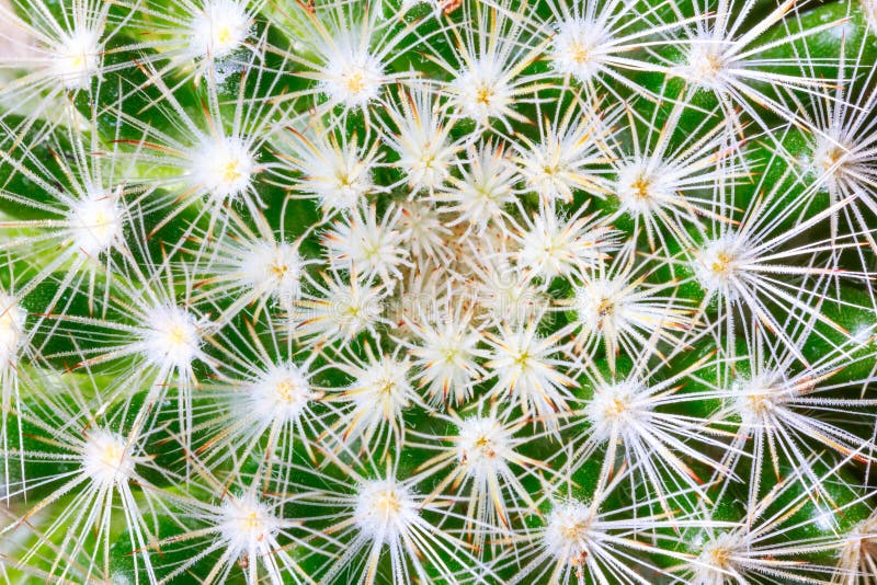 Cactus texture background stock photo. Image of detail - 65331530