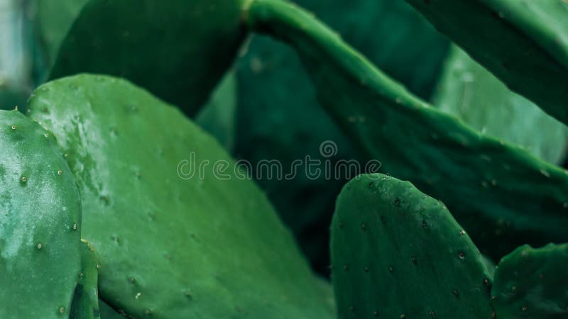 Cactus texture banner stock photo. Image of alkaloids - 323739154