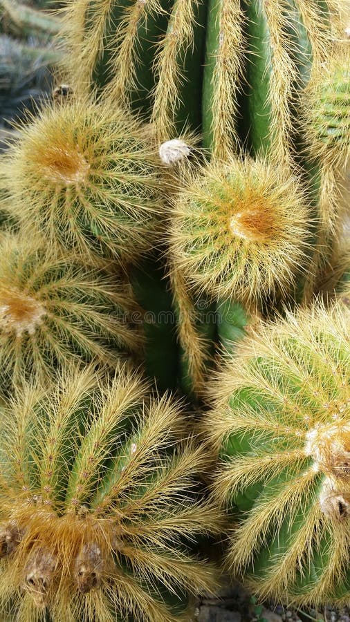 Cactus texture stock image. Image of nature, background - 113927951