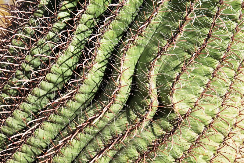 Cactus texture stock image. Image of green, flora, fresh - 54162307