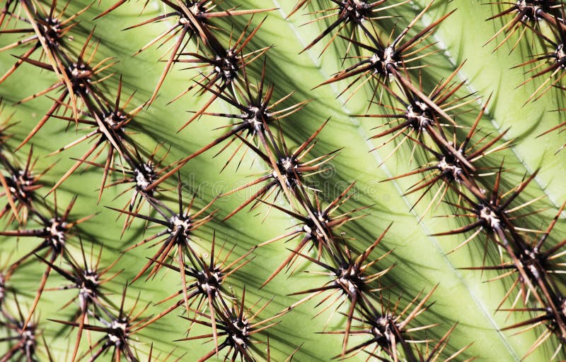 Cactus texture stock image. Image of grass, summer, farm - 54162645