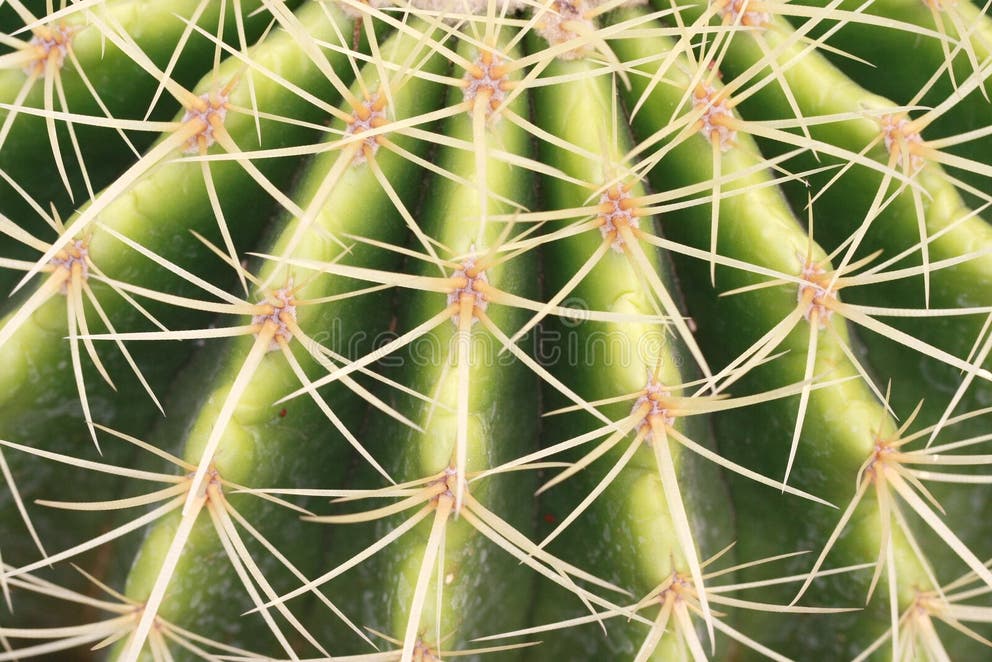 Cactus texture stock image. Image of indoors, green, nature - 34894317