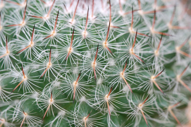 Cactus texture stock photo. Image of china, focus, cutout - 35085610