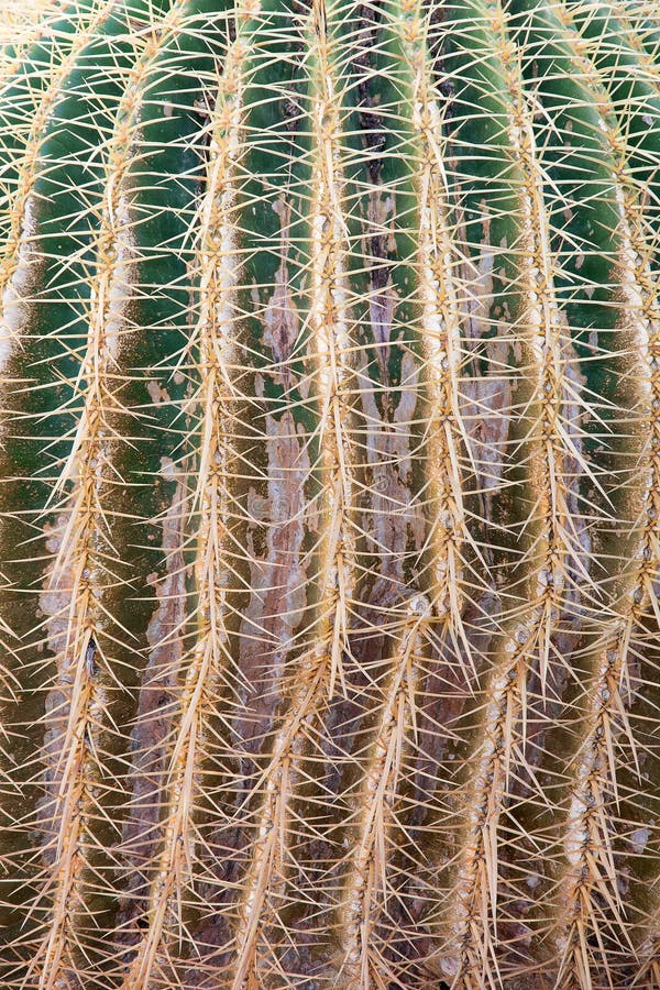 Cacti in the garden. stock photo. Image of floral, spike - 50378262