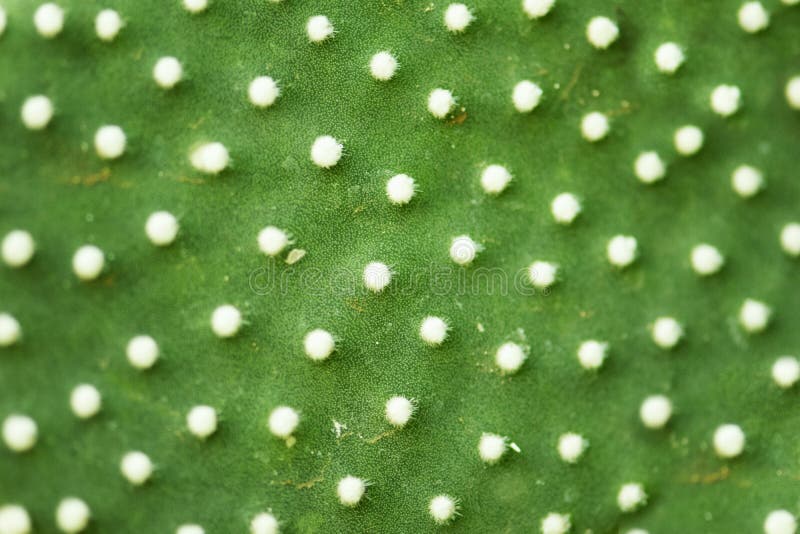 Cactus texture closeup stock image. Image of leaf, cactus - 267867873