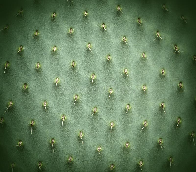 Cactus Texture Natural Background Stock Photo - Image of close, prickly ...