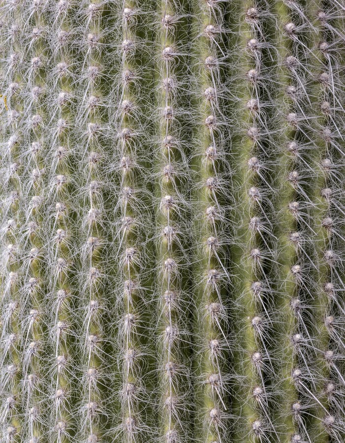 Cactus Texture Natural Background. Stock Photo - Image of thorn, macro ...