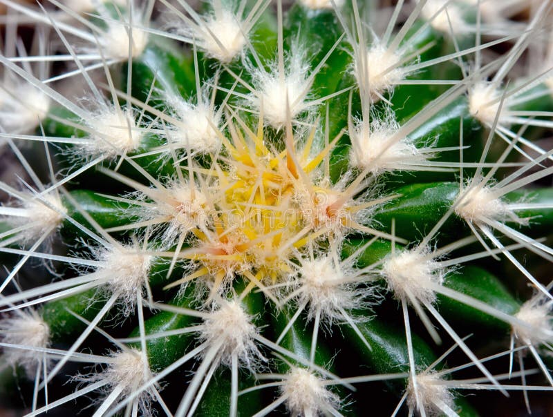 Cactus texture stock image. Image of houseplant, desert - 54516805