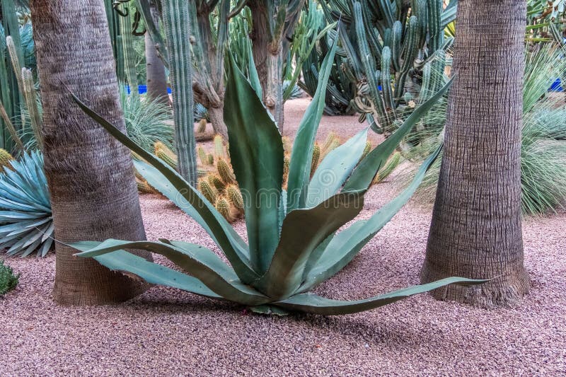 A Cactus with a Thick Trunk and Multiple Branches. Stock Image - Image ...