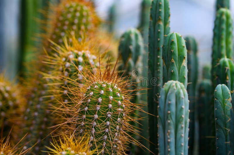 Cactus Thorn Pattern. Cactus Background. Cactus or Cacti Plants. Cactus ...