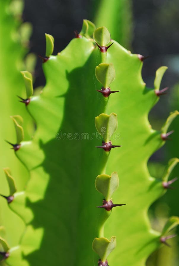 Cactus thorns stock image. Image of thorn, asia, spikes - 13337383