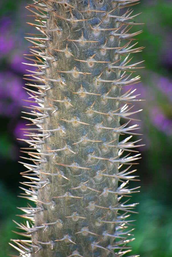 Cactus thorns stock image. Image of thorns, outline, national - 12971123