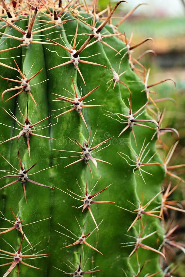Cactus with thorns stock image. Image of gardening, botany - 77455073