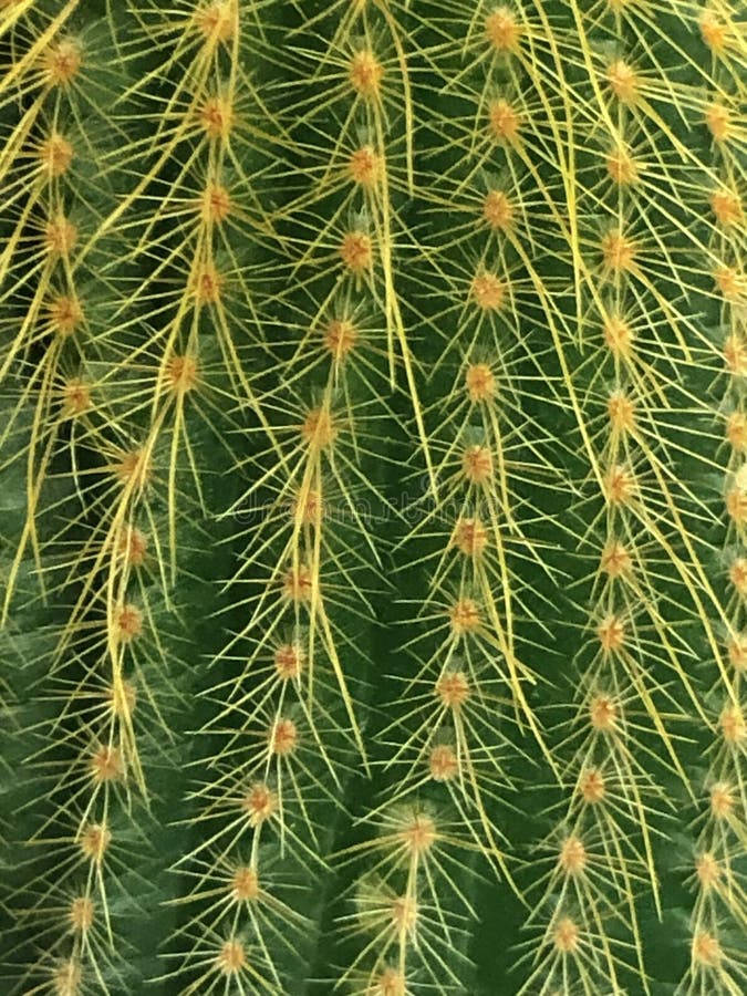 Cactus Thorns Thorny Leaves Leaf Cactaceae Plants Exotic Wild Tropical ...