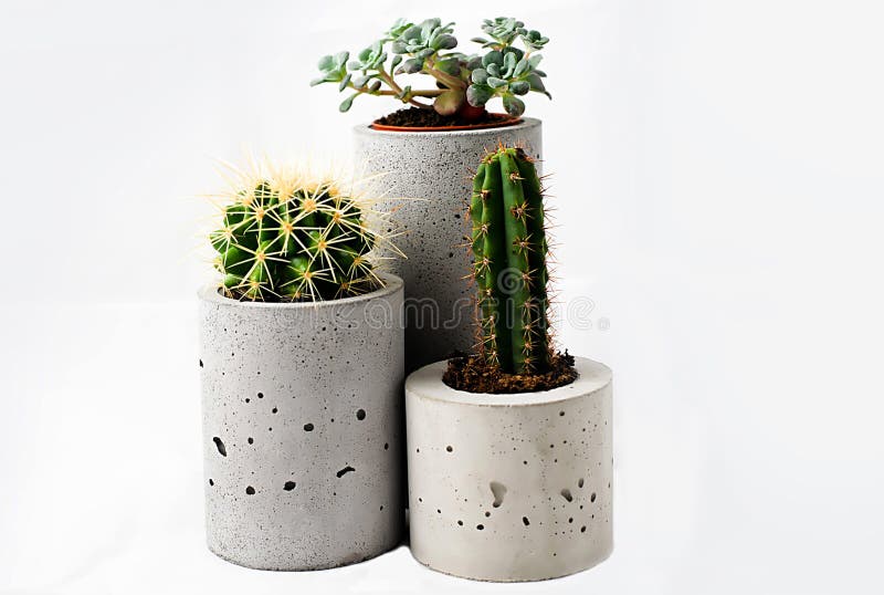 Cactus stock image. Image of decoration, nature, round - 85780067