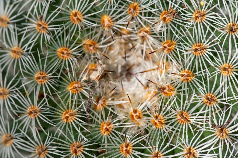 Cactus Top View Background Closeup Macro Pattern Stock Photo - Image of ...