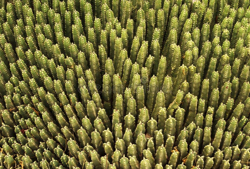 Cactus top view background stock photo. Image of thorn - 64188554