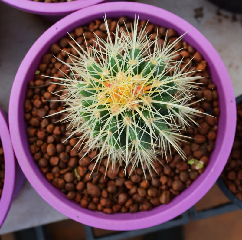 Top view of cactus stock image. Image of flora, objects - 41636937