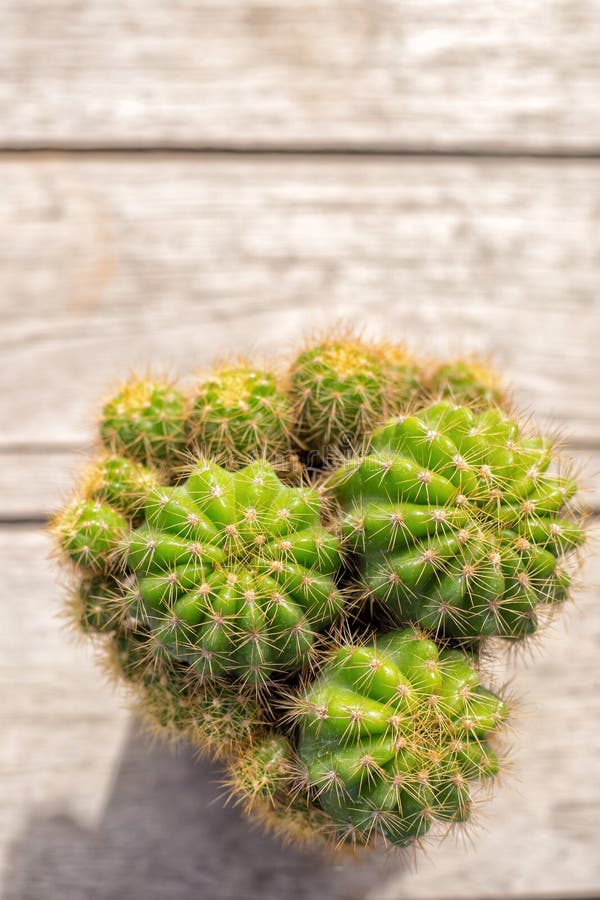 Cactus top view stock image. Image of flora, round, cacti - 100184453